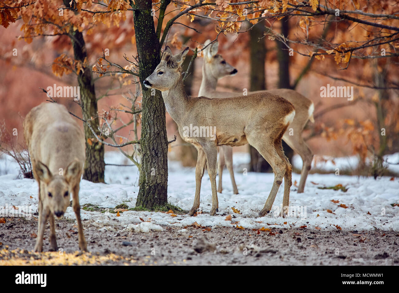 Le chevreuil (Capreolus capreolus) dans une forêt de chênes, à l ...