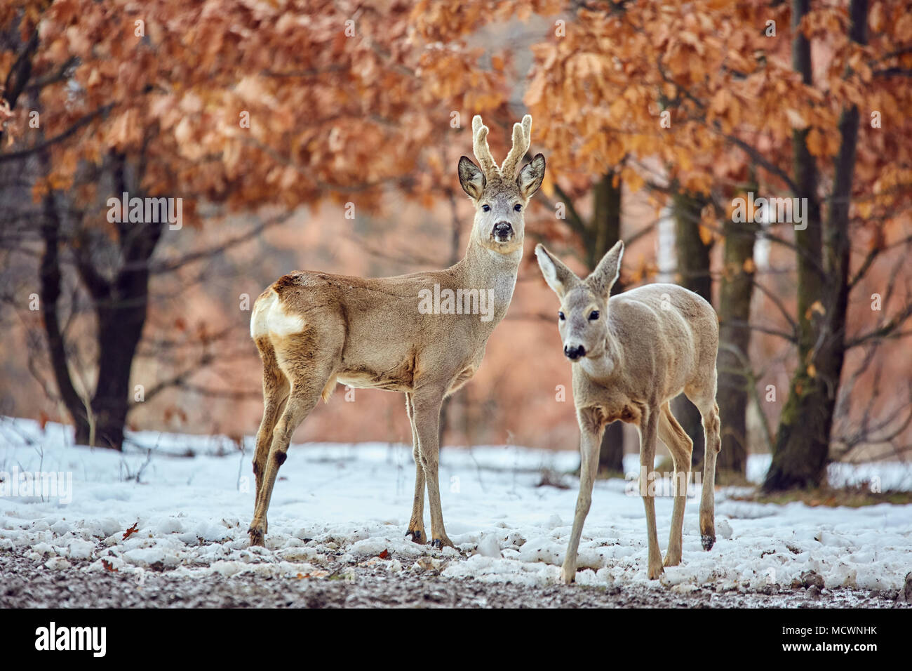 Le chevreuil (Capreolus capreolus) dans une forêt de chênes, à l ...