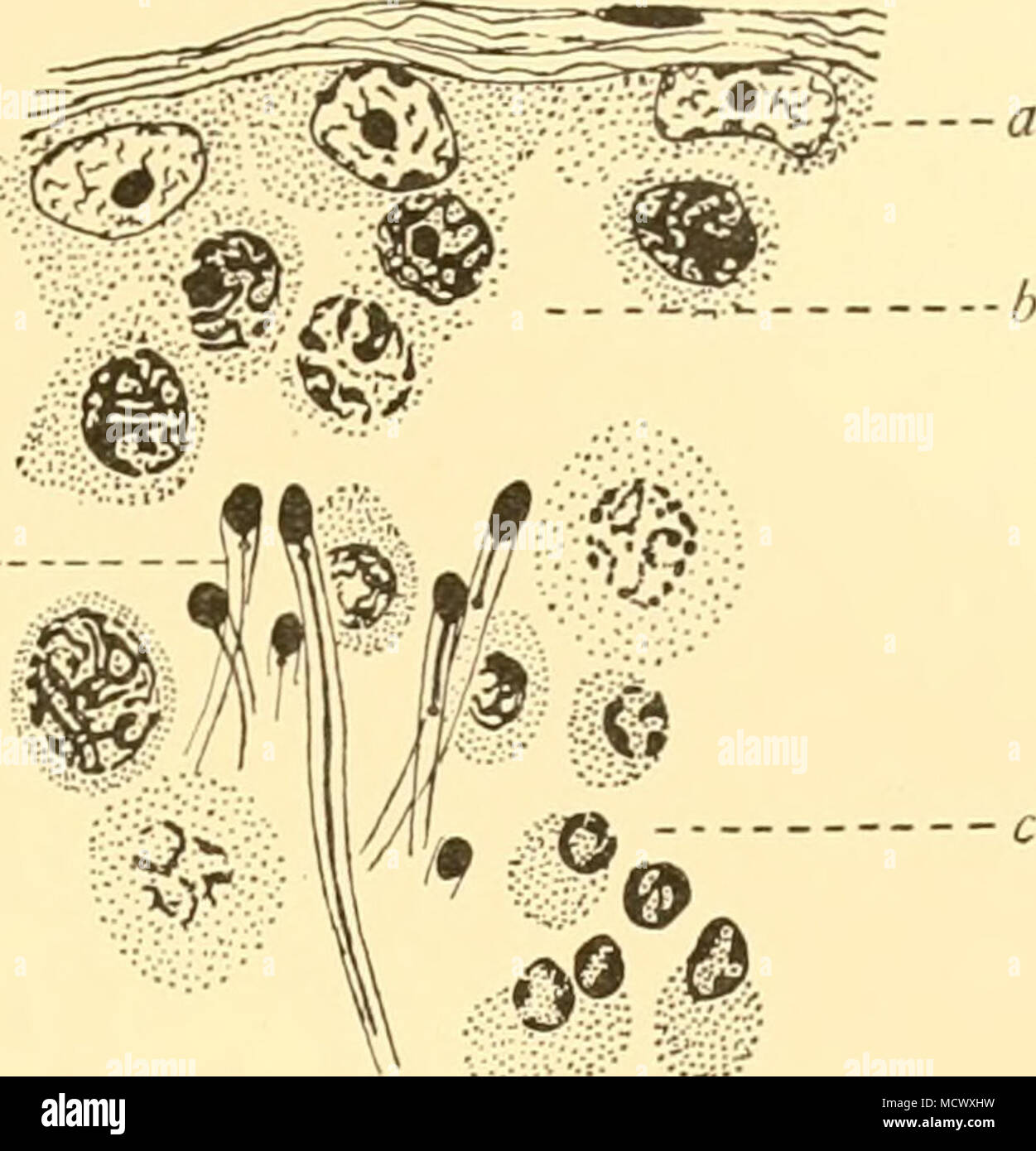 . Fig. 143. Cellules germinales dans le testicule normal. a., ; h. les ...