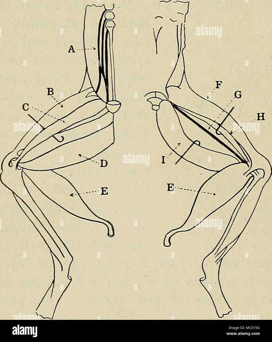 . Eig. 10. La dissection de la jambe droite de grenouille. Un plexus ...