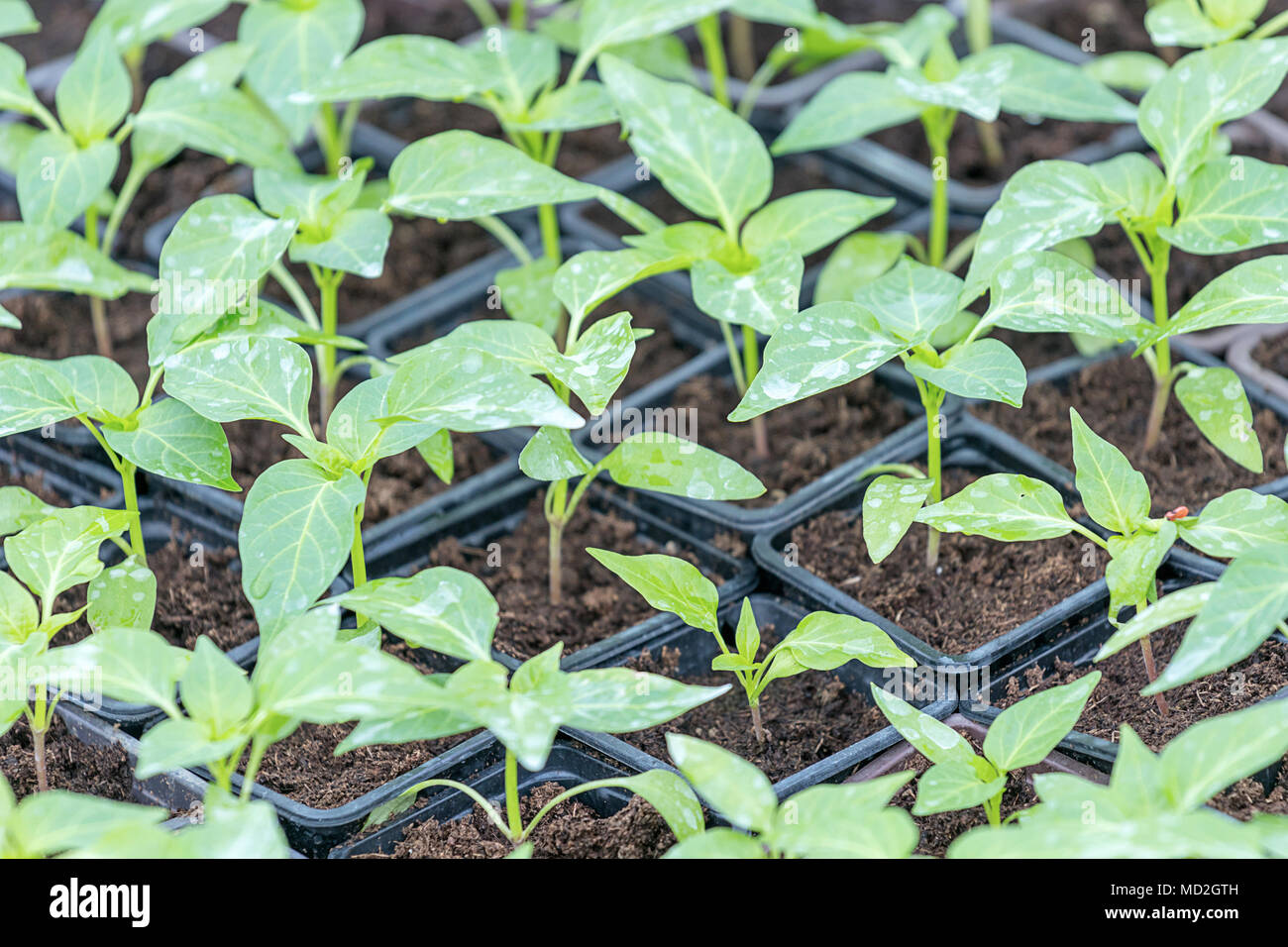 Les plants de poivrons, les jeunes feuilles des plantules de printemps ...
