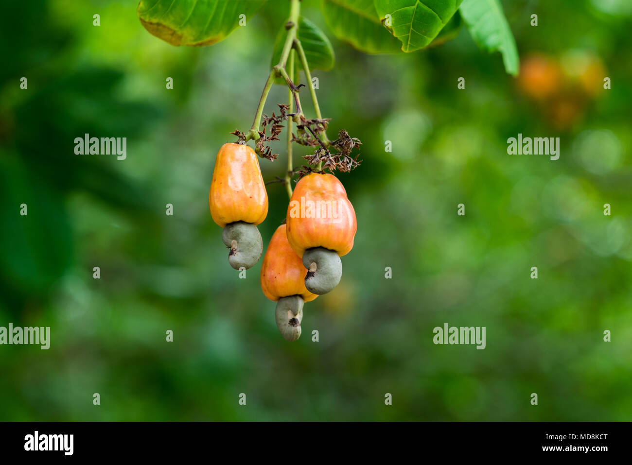 Fruit in a cashew tree Banque de photographies et d’images à haute ...