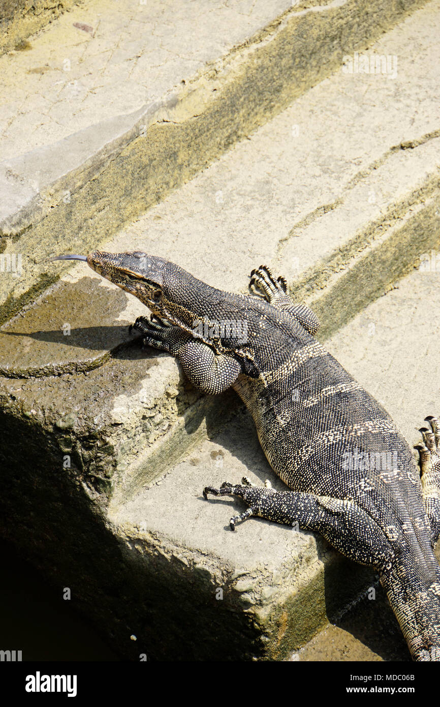 Animal varan reptile Banque de photographies et d’images à haute ...