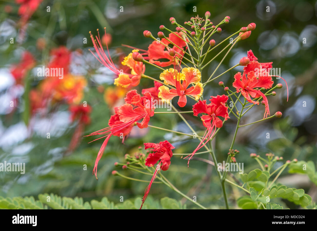 Caesalpinia fleurs. Jardin botanique de la Barbade. Également connu ...