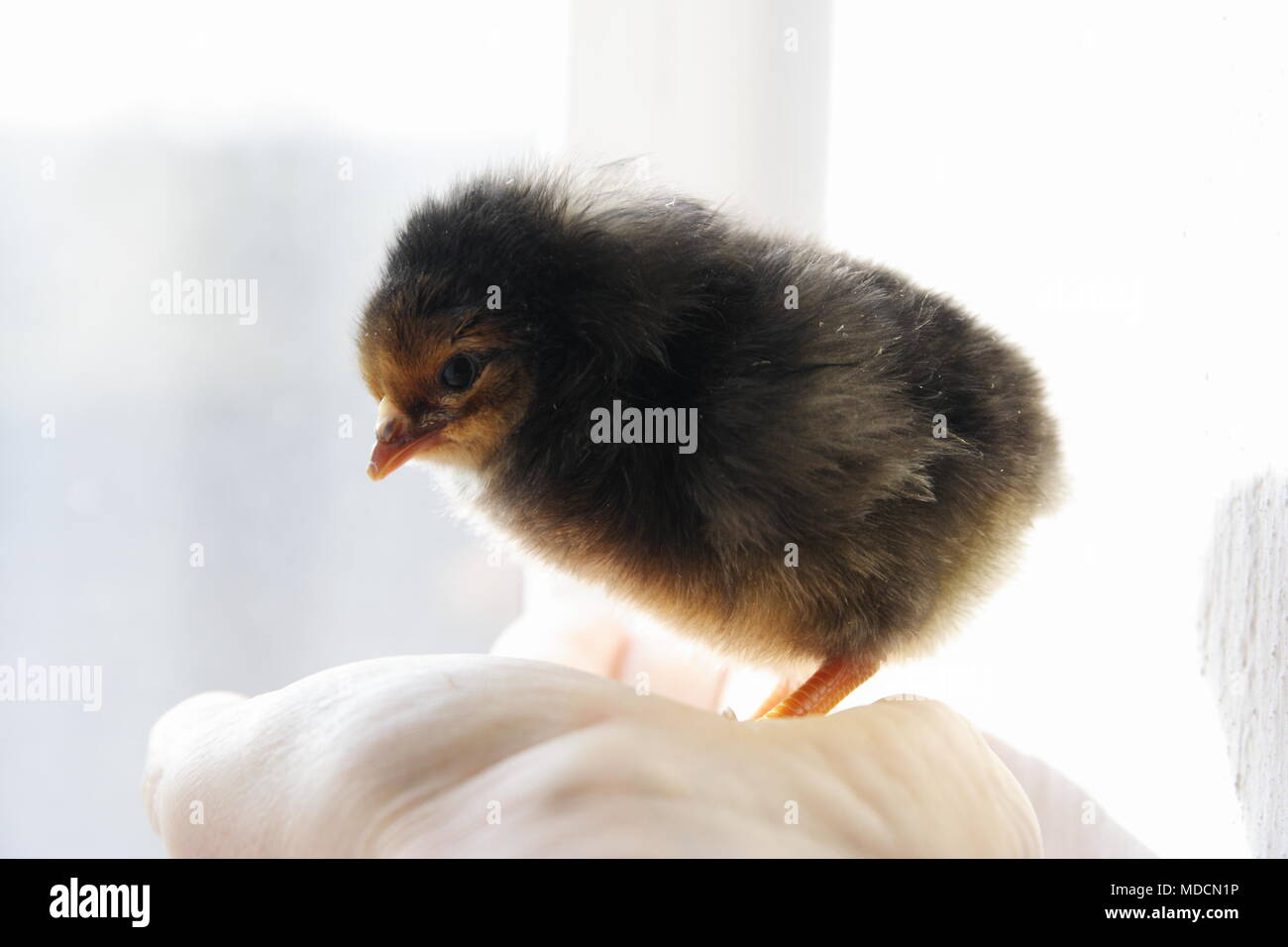 Poussin noir Banque de photographies et d’images à haute résolution - Alamy