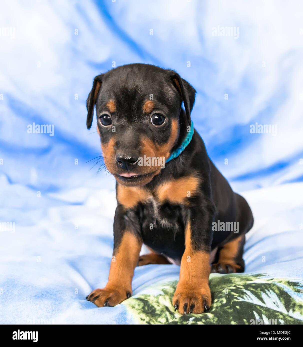 Noir et feu petit chiot pinscher nain siège à fond bleu avec sa langue ...