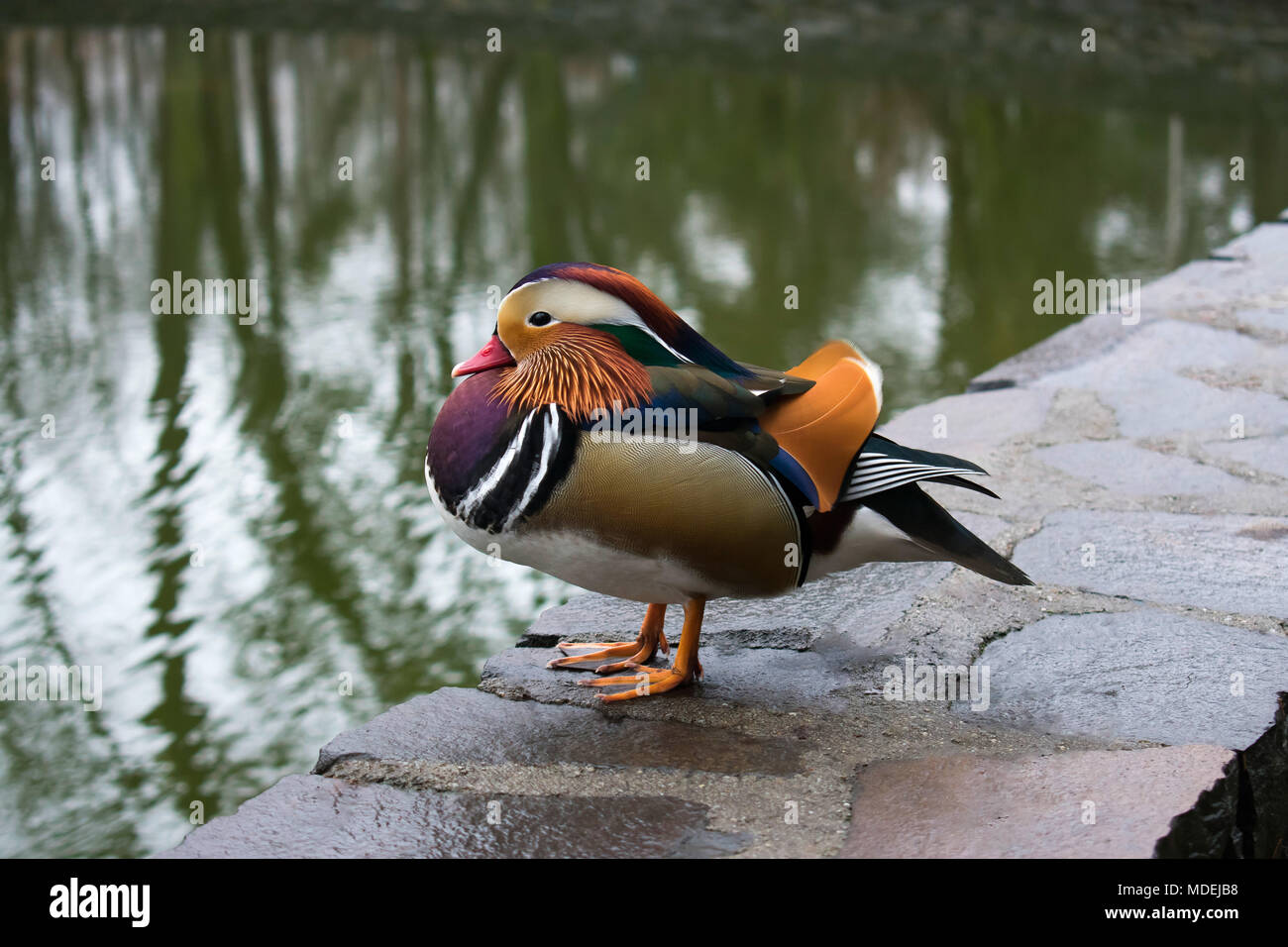 Canard mandarin aix galericulata Banque de photographies et d’images à ...