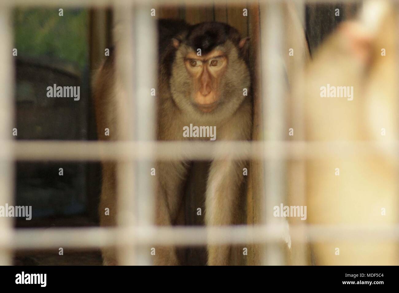 Beruk macaca nemestrina Banque de photographies et d’images à haute ...