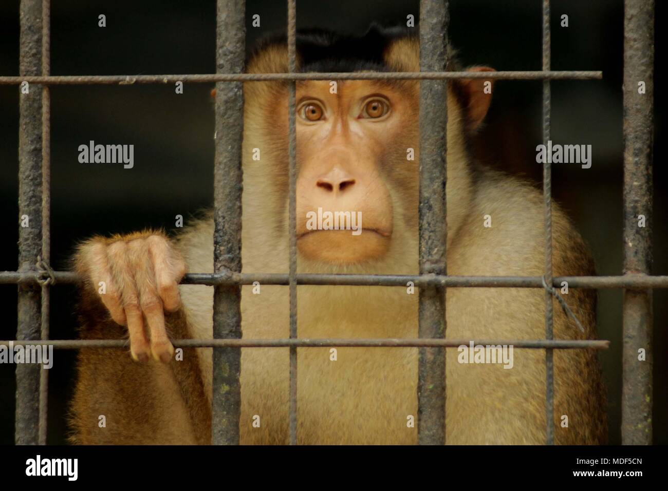 Beruk macaca nemestrina Banque de photographies et d’images à haute ...