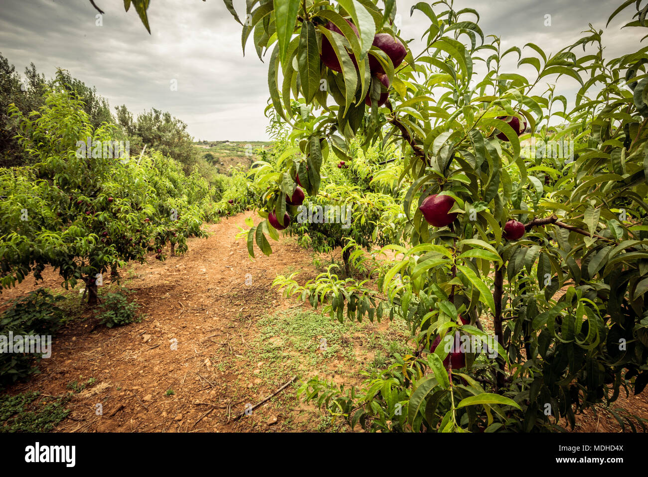 Nectarine fruit tree Banque de photographies et d’images à haute ...