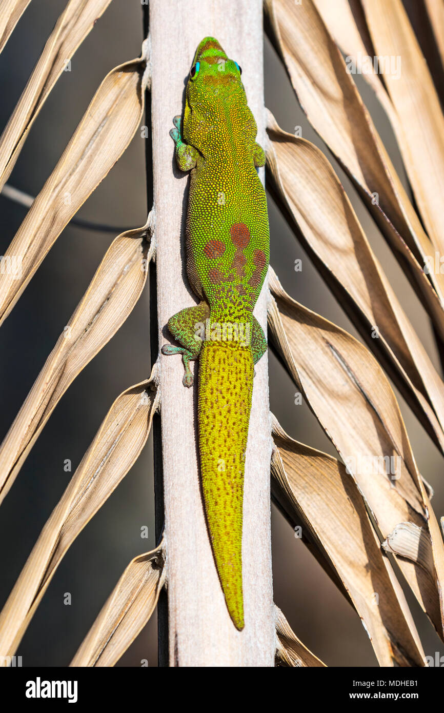 Gecko sur un arbre Banque de photographies et d’images à haute ...