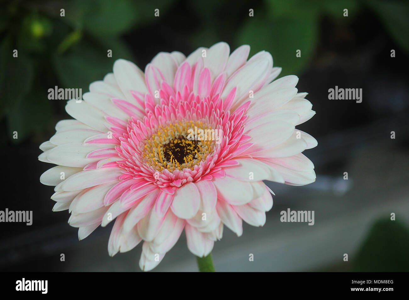 Gerbera blanc Banque de photographies et d’images à haute résolution ...