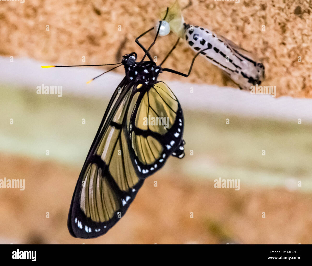 Metona grandiosa Banque de photographies et d’images à haute résolution ...