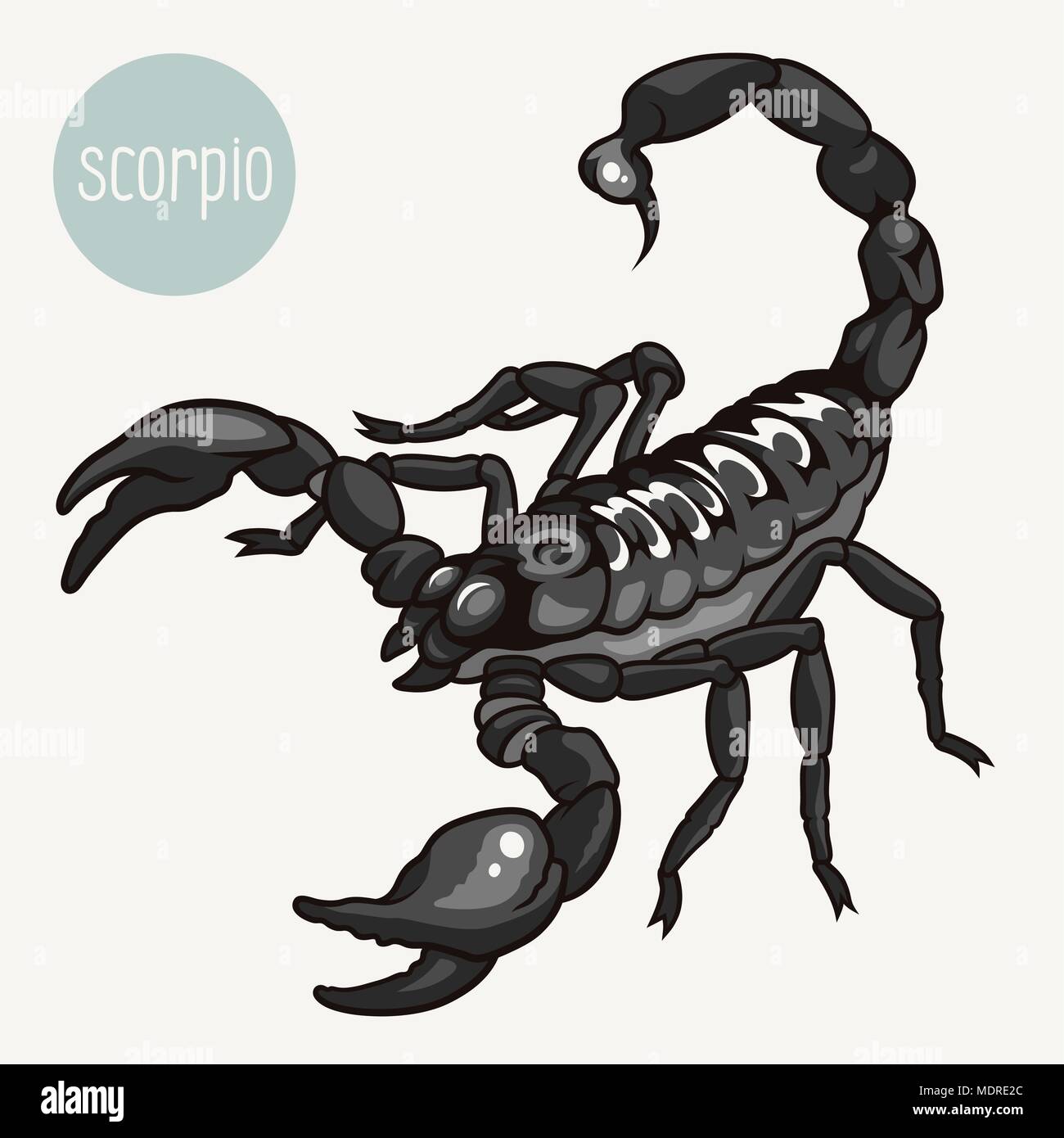 Scorpion noir dessin réaliste Banque d'images vectorielles - Alamy