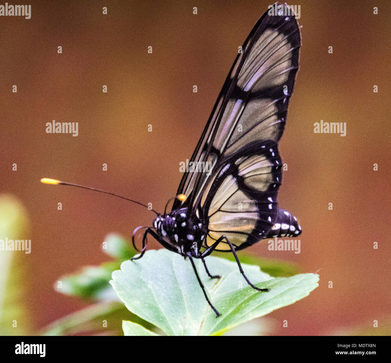 Metona grandiosa Banque de photographies et d’images à haute résolution ...