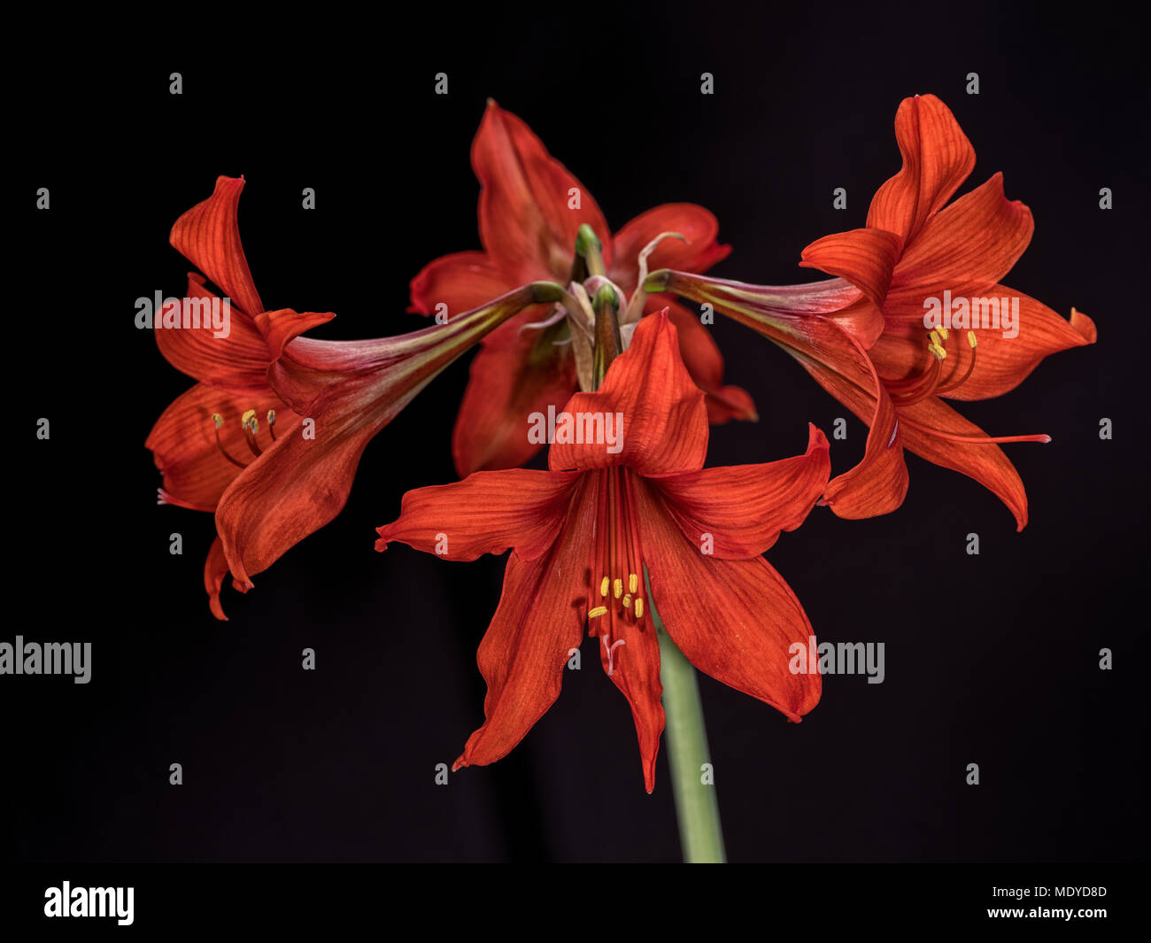 Image de fleurs haute résolution Banque de photographies et d’images à ...