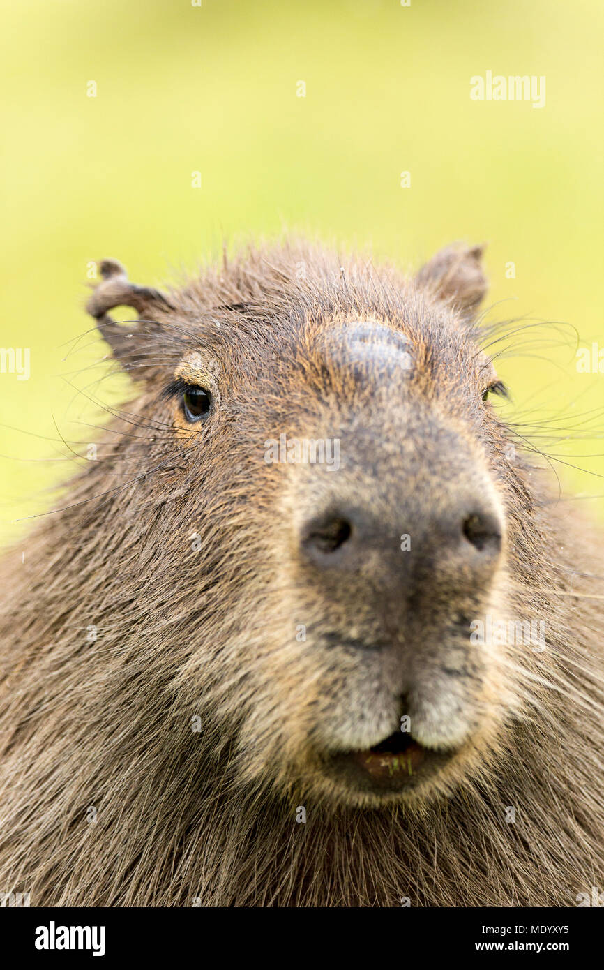 Le capybara Banque de photographies et d’images à haute résolution - Alamy
