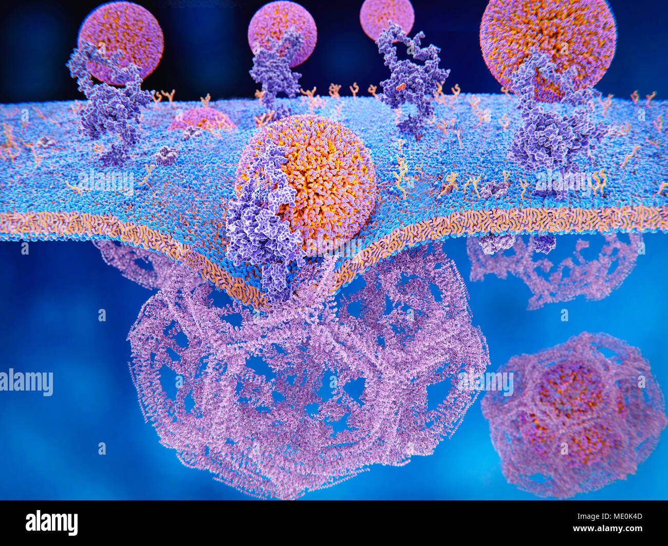 Liaison aux lipoprotéines Banque de photographies et d’images à haute ...