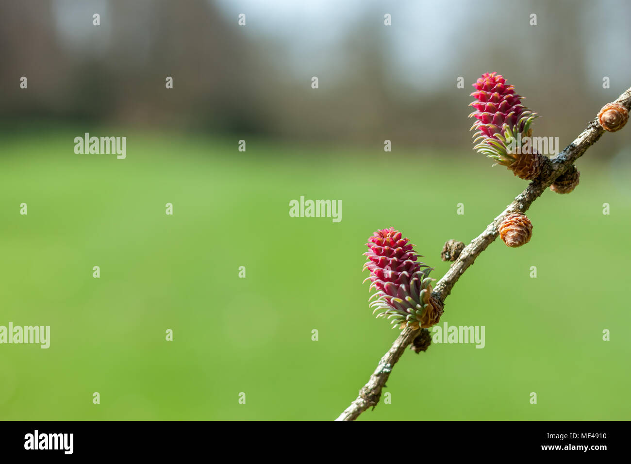 Pin rouge Banque de photographies et d’images à haute résolution - Alamy