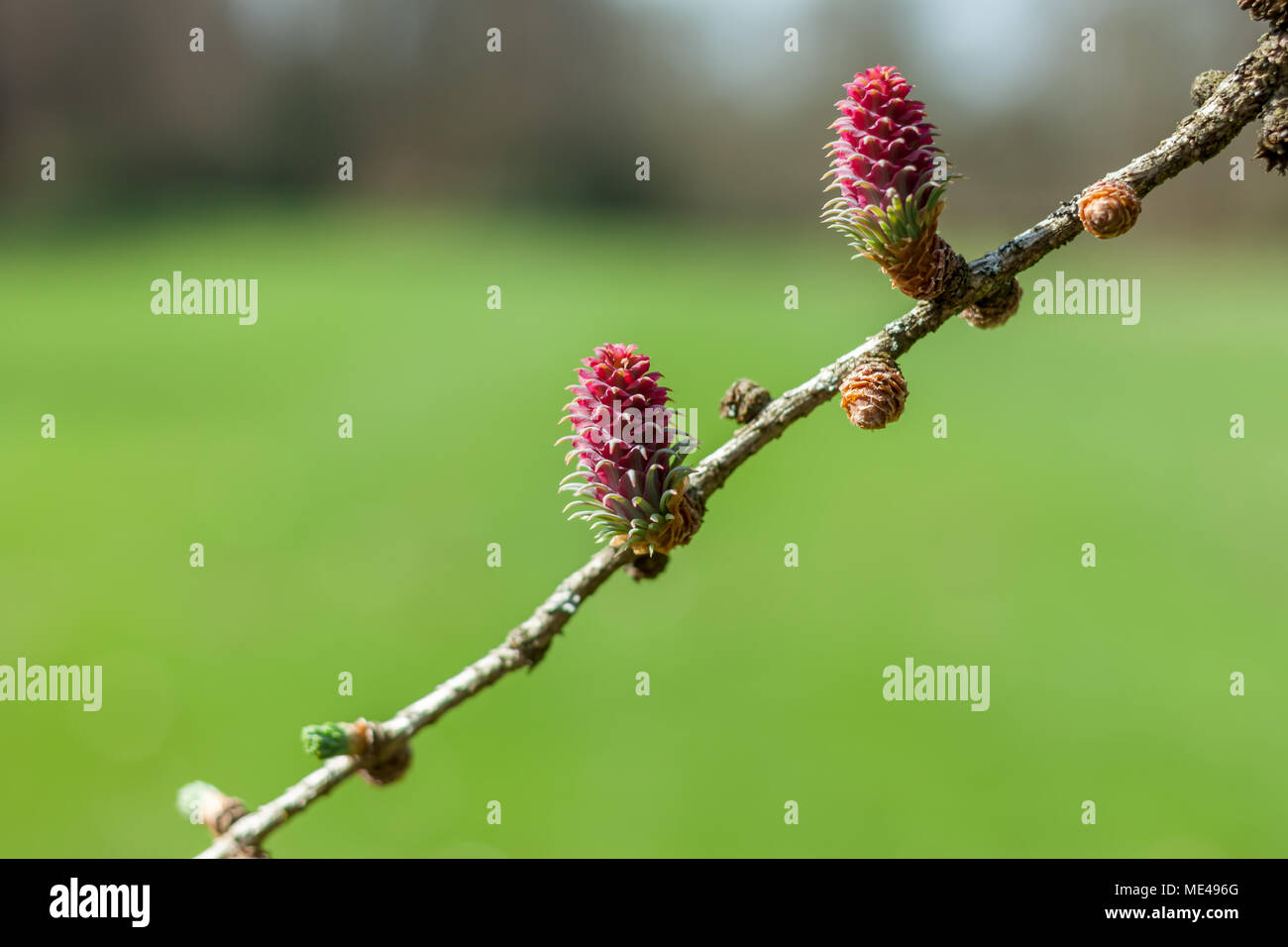 Pin rouge Banque de photographies et d’images à haute résolution - Alamy