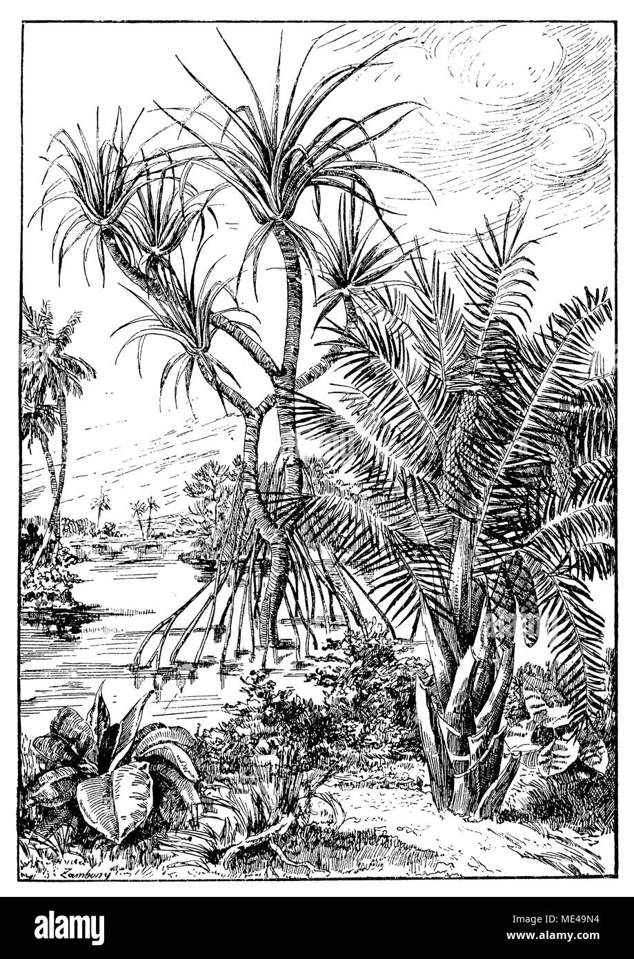 Pandanus candelabrum Banque de photographies et d’images à haute ...