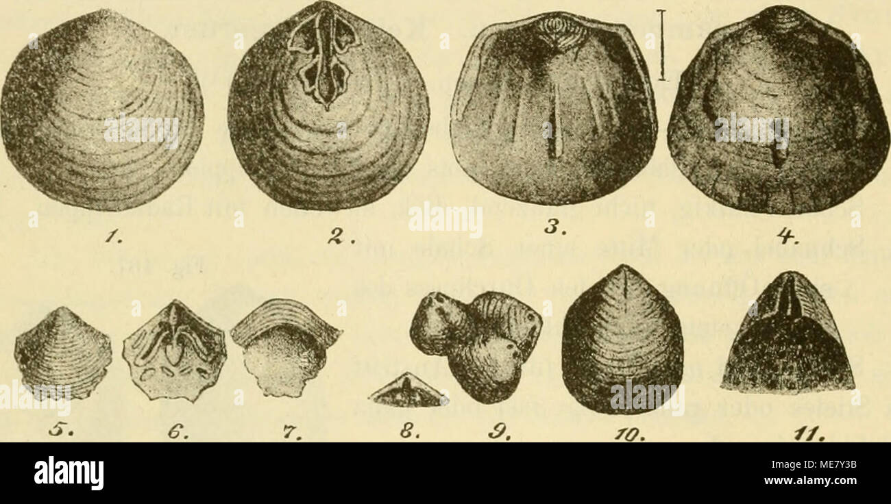 . Die Leitfossilien : Ein Handbuch für den Unterricht und für das ...