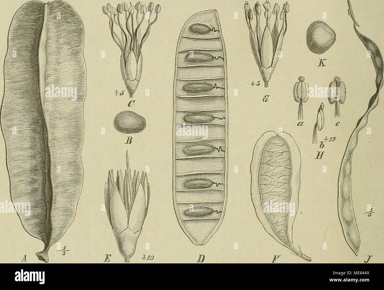 Tetrapleura tetraptera Banque de photographies et d’images à haute ...