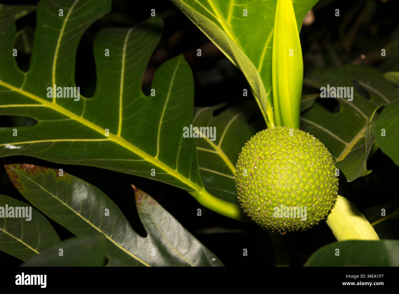 L'arbre à pain (Artocarpus altilis Photo Stock - Alamy