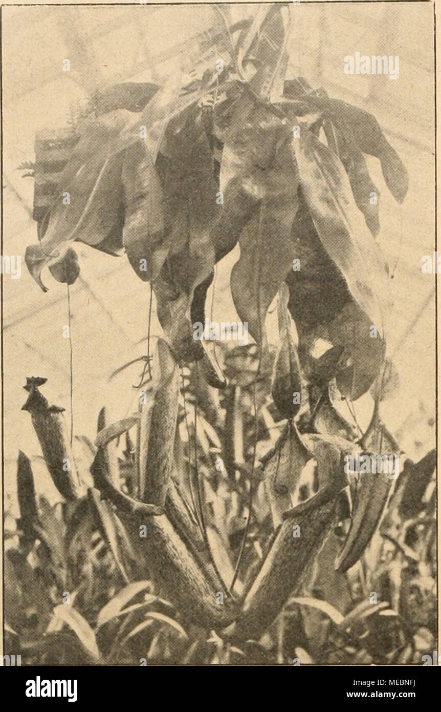 . Die Gartenwelt . Schaupflanze der Nepenthes mixta sanguinea. Nach ...