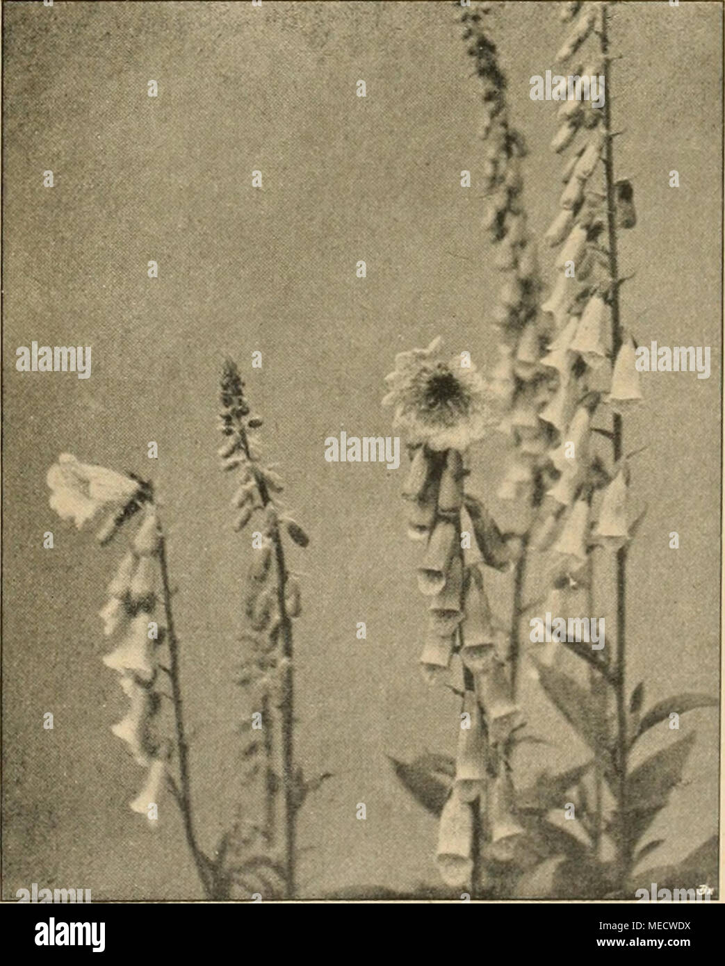 Digitalis purpurea monstrosa Banque de photographies et d’images à ...