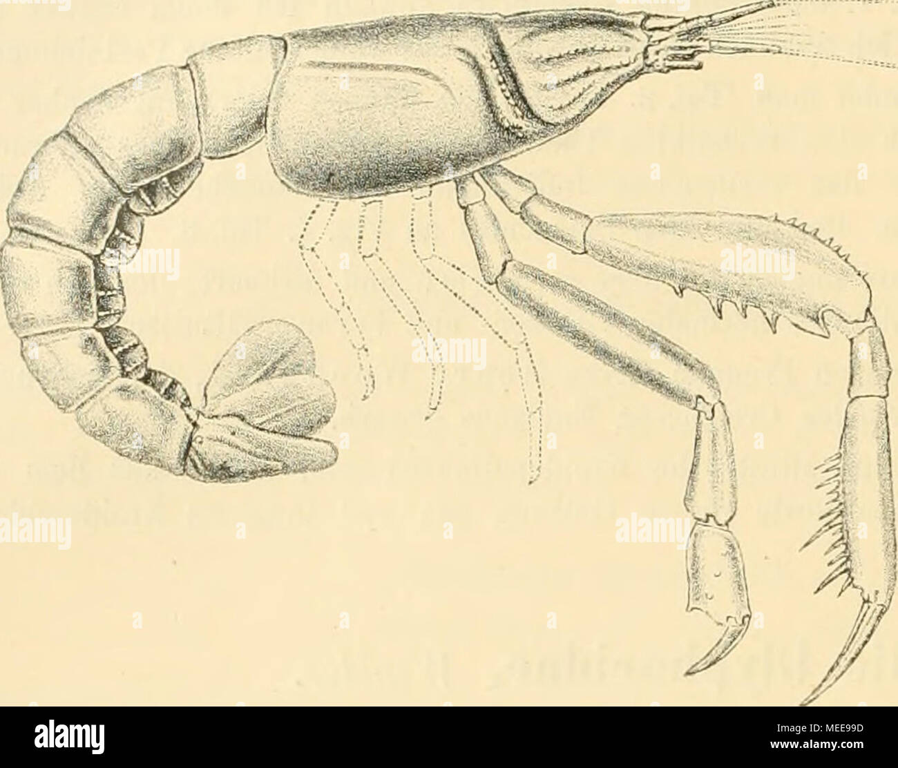 . Die crustaceen hmischen kreideformation b©der . Figure 45. Glyphaea ...