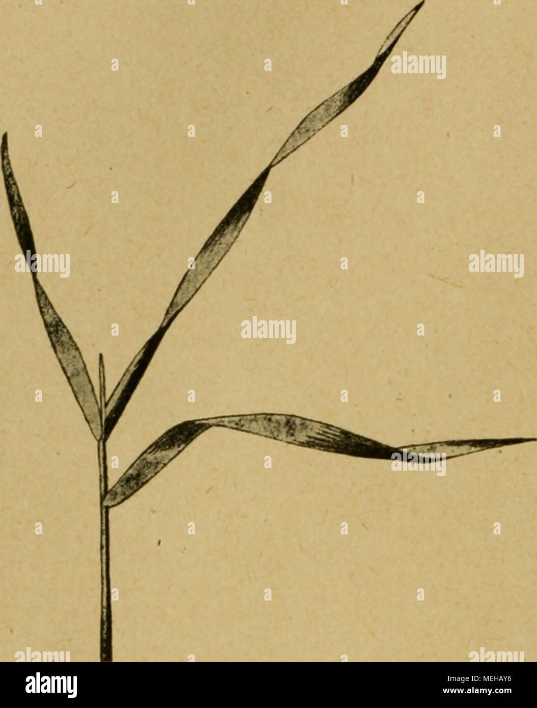 Triticum repens Banque de photographies et d’images à haute résolution ...