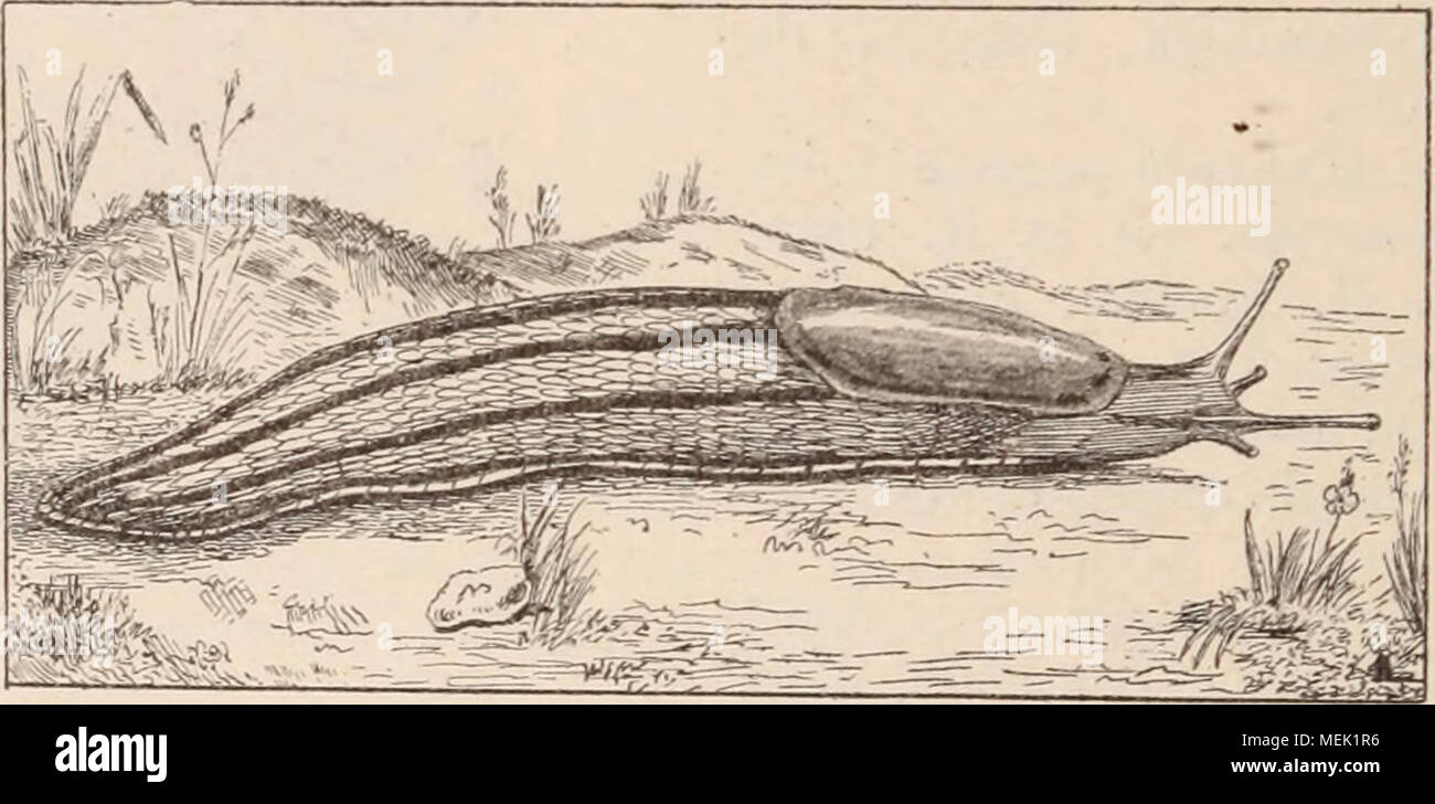 Limace des caves Banque de photographies et d’images à haute résolution ...