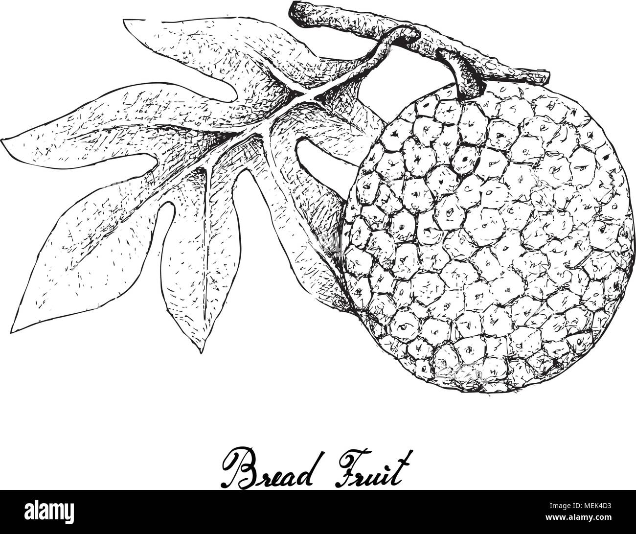 Arbre fruitier artocarpus altilis Banque d'images vectorielles - Alamy