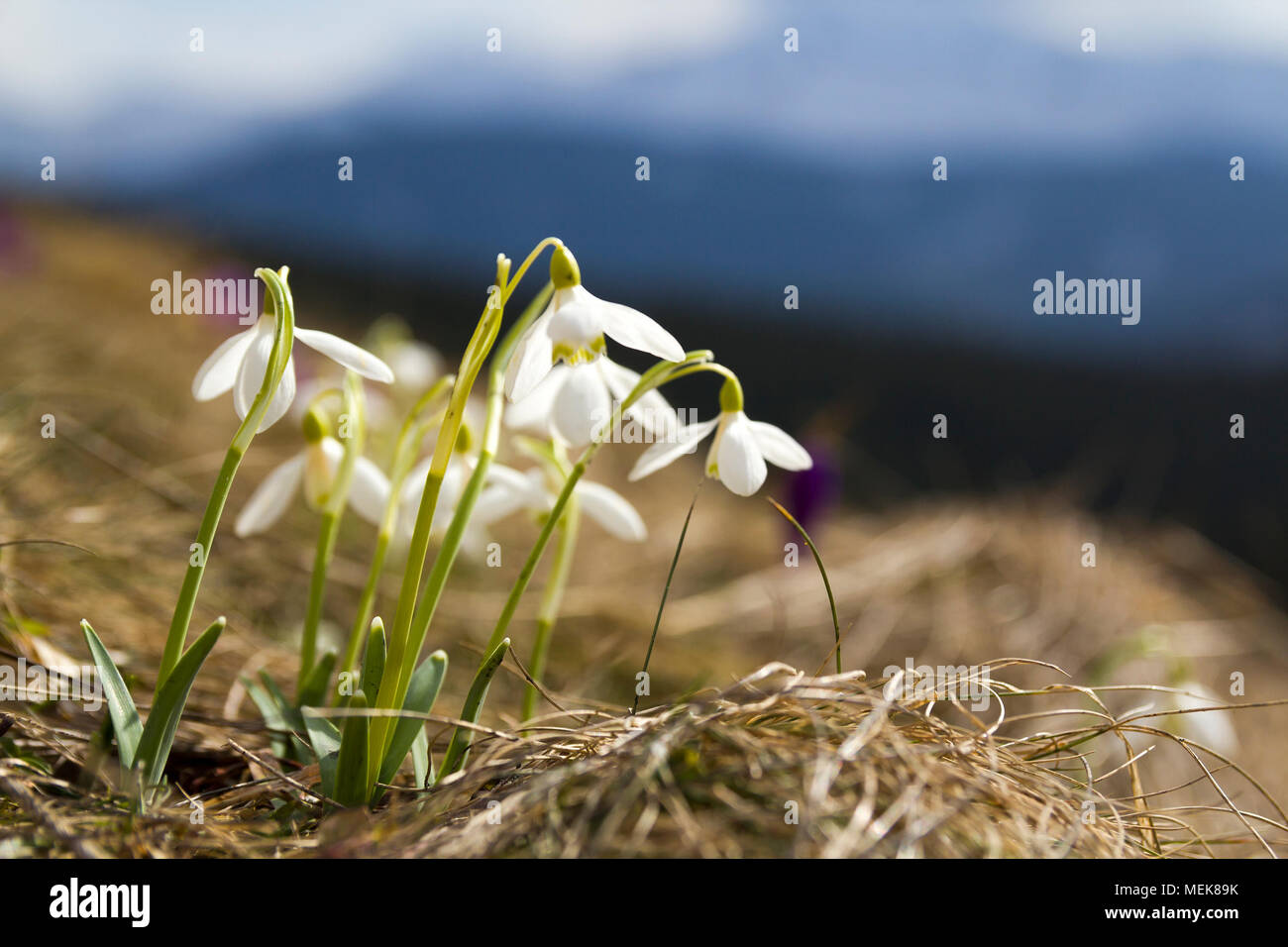 Iris et crocus grandir ensemble Banque de photographies et d’images à ...