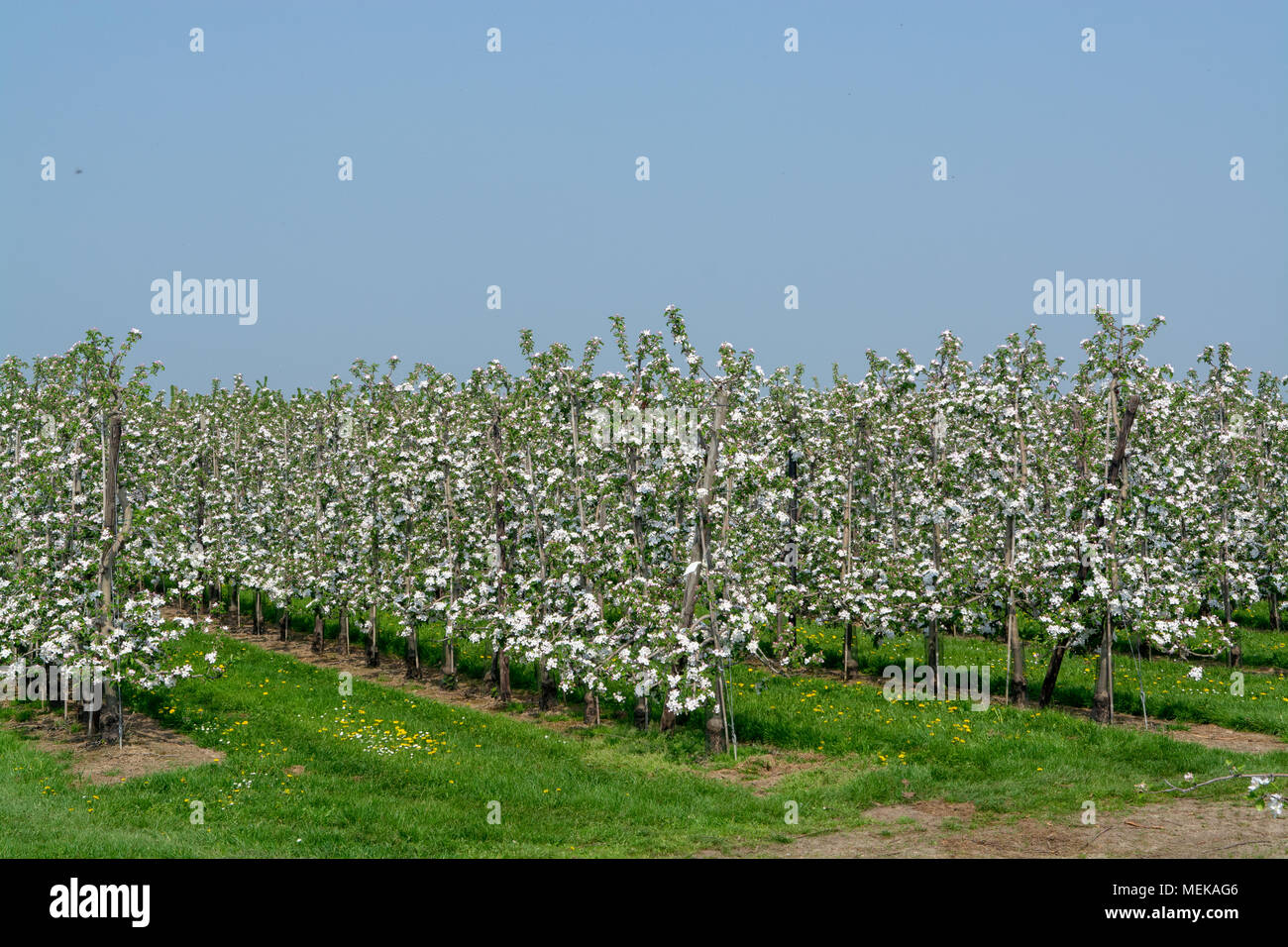 Fleur de pommier, la saison du printemps dans les vergers dans la ...