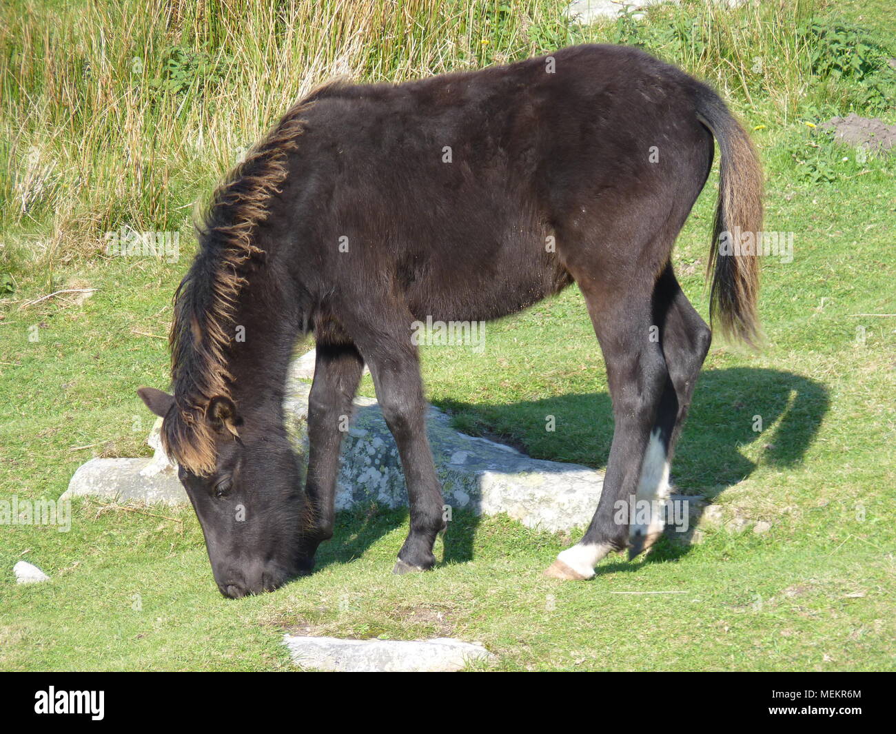 Pottok Horse Banque d'image et photos - Alamy