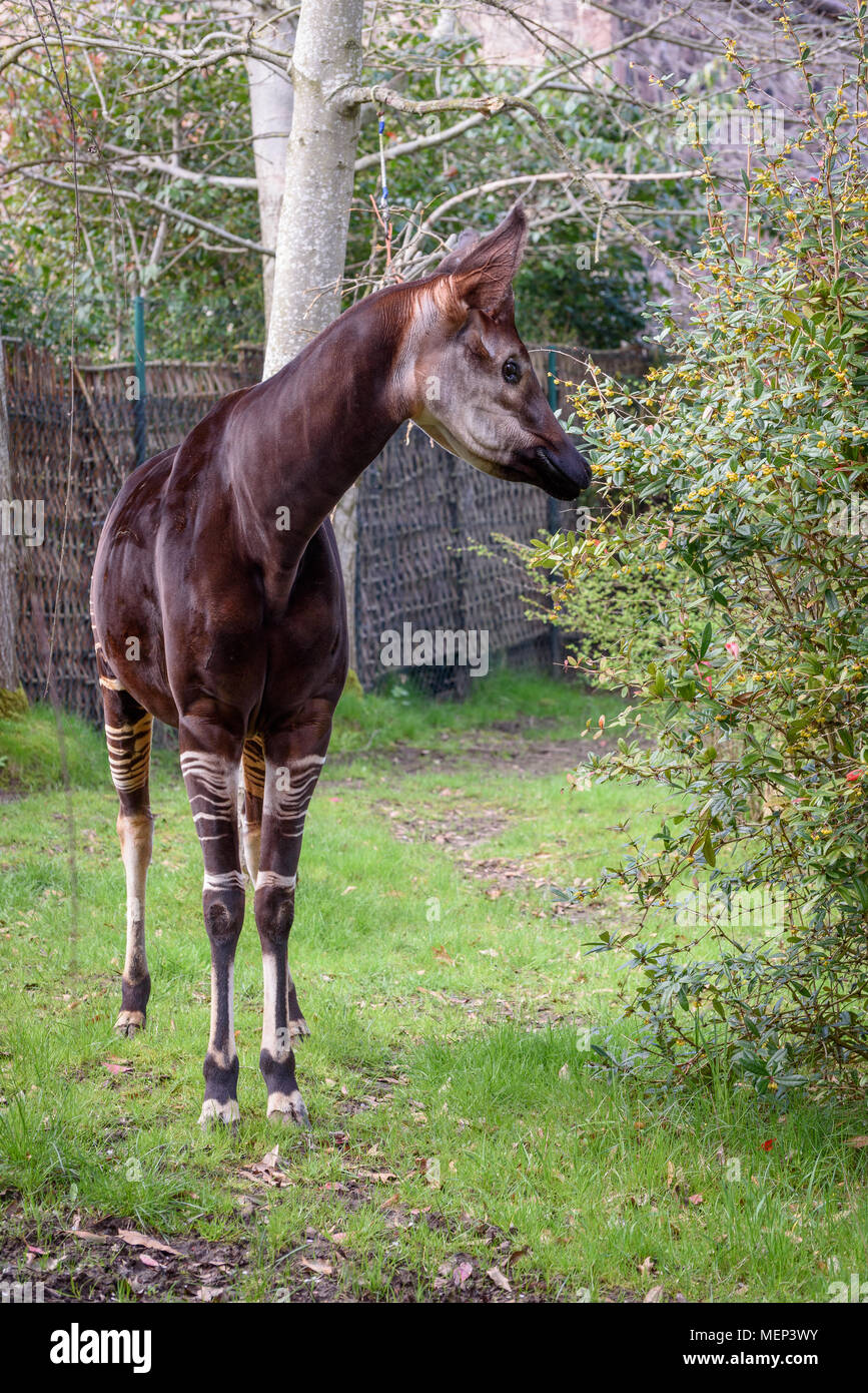 Okapi zoo Banque de photographies et d’images à haute résolution - Alamy