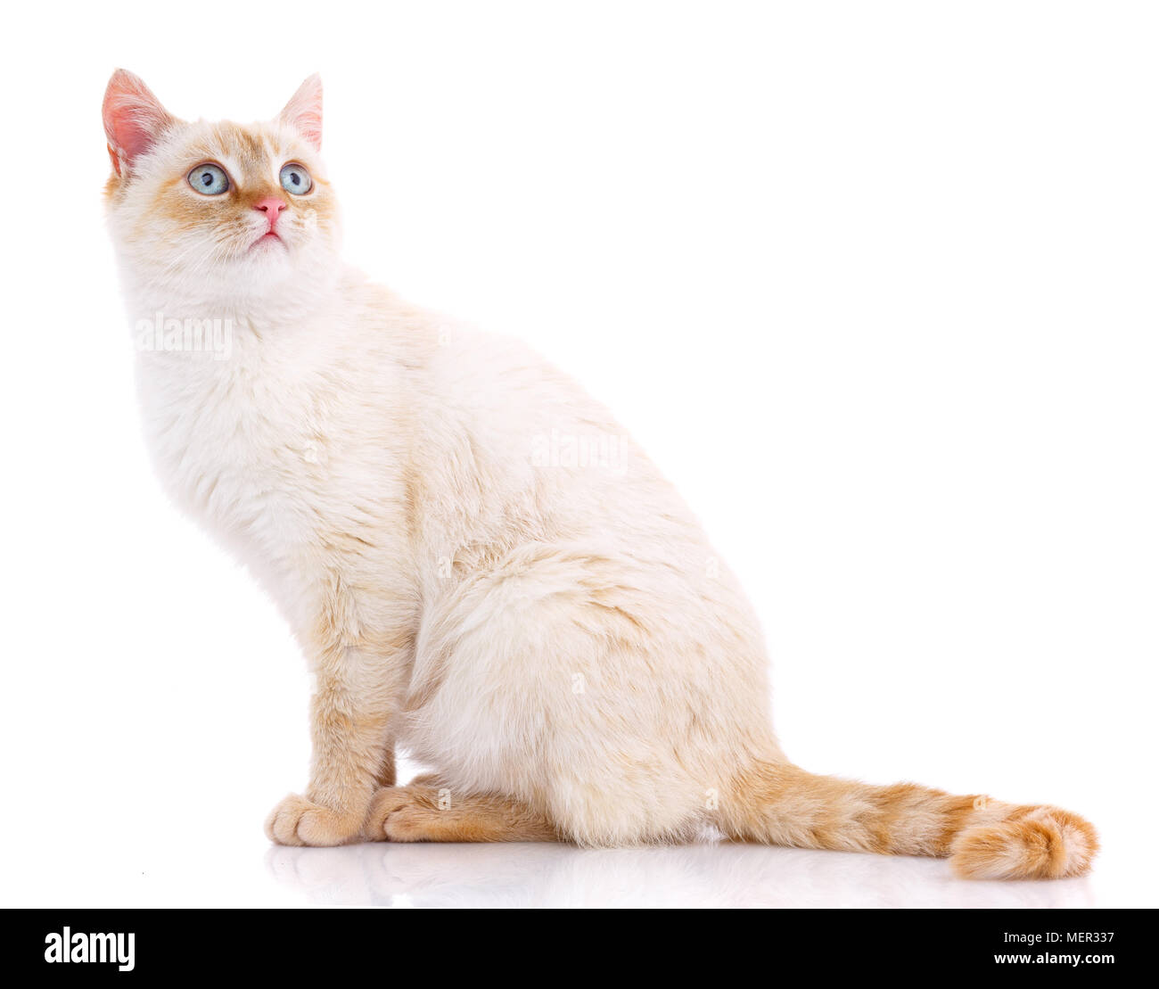 Chat domestique rouge et blanc Banque de photographies et d’images à ...