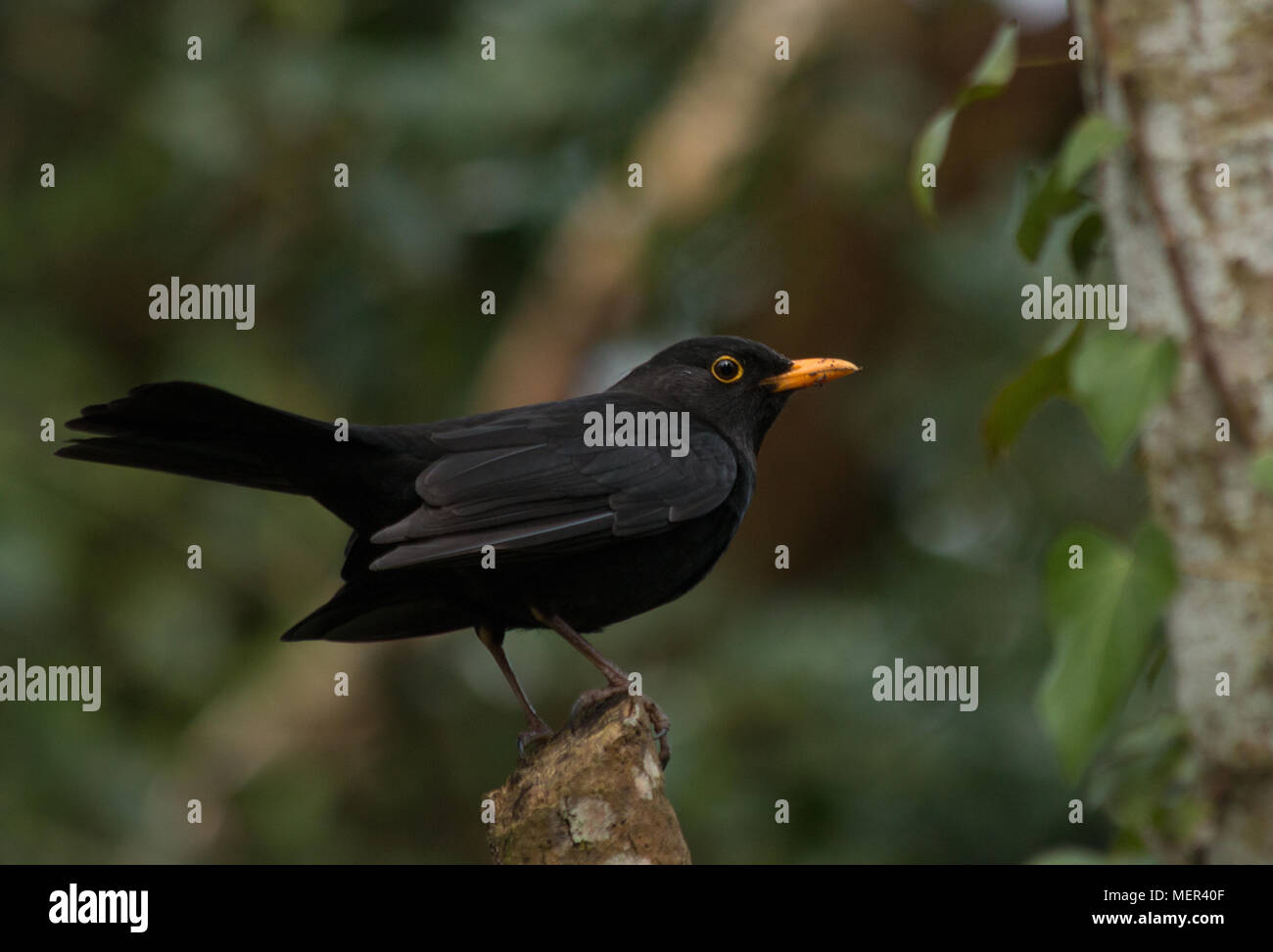 Merle male Banque de photographies et d’images à haute résolution - Alamy