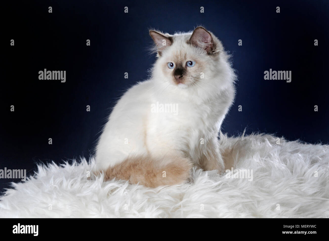 Jeune chat ragdoll Banque de photographies et d’images à haute ...