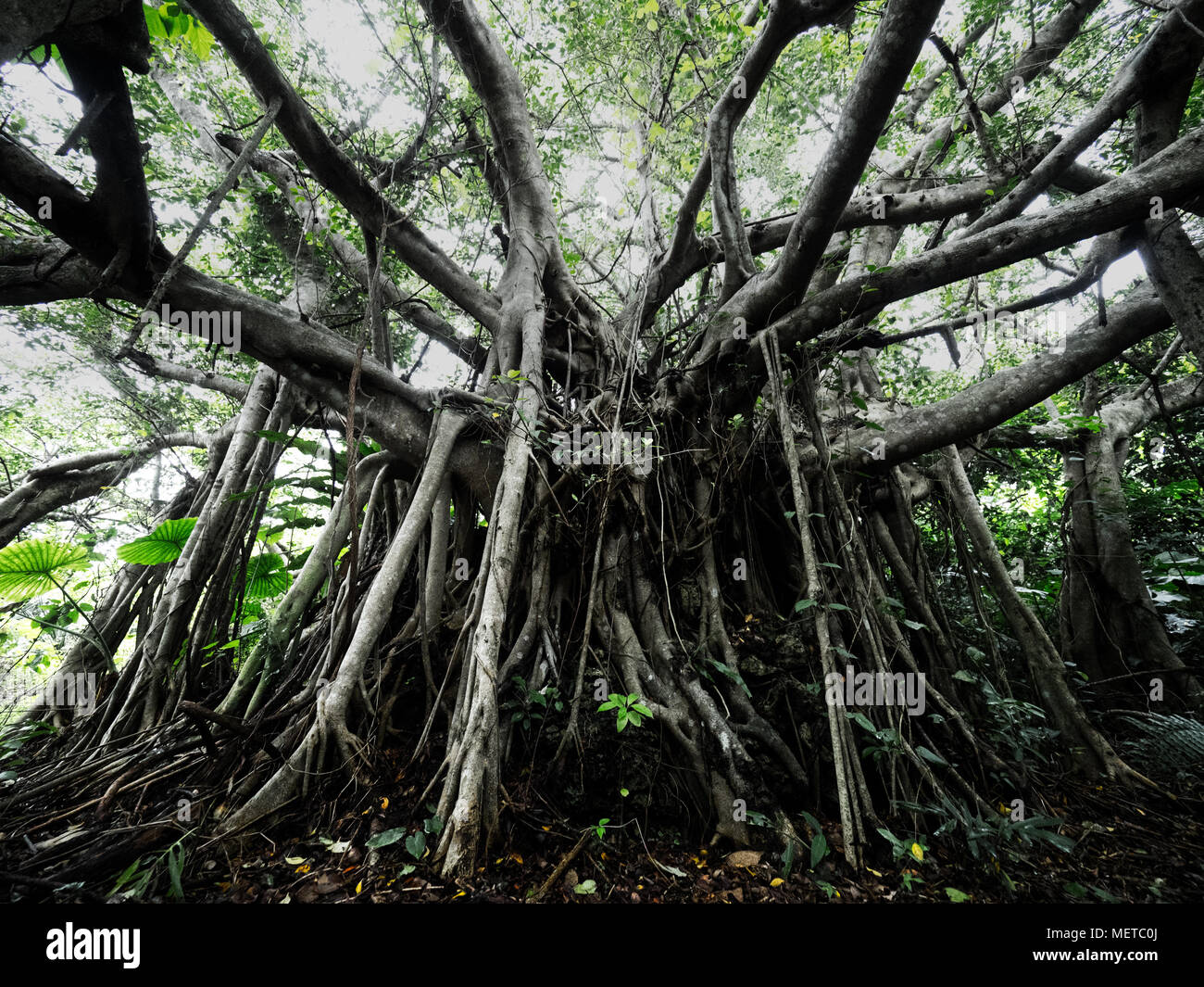 Ficus retusa tree Banque de photographies et d’images à haute ...