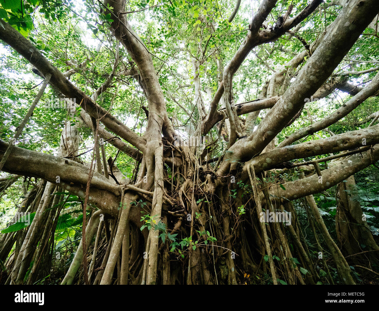 Ficus retusa tree Banque de photographies et d’images à haute ...