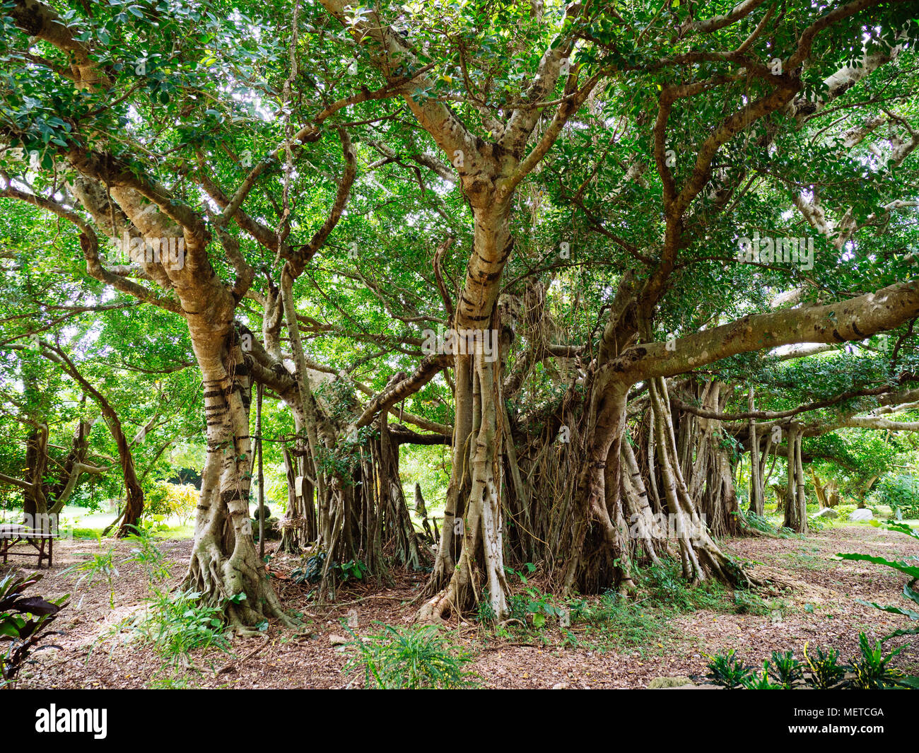 Ficus retusa tree Banque de photographies et d’images à haute ...