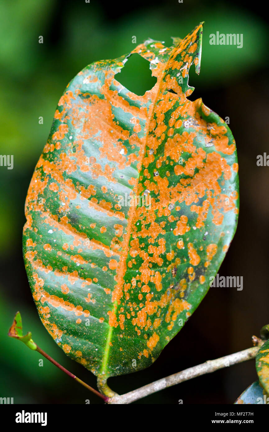 Feuille de plante malade Banque de photographies et d’images à haute ...