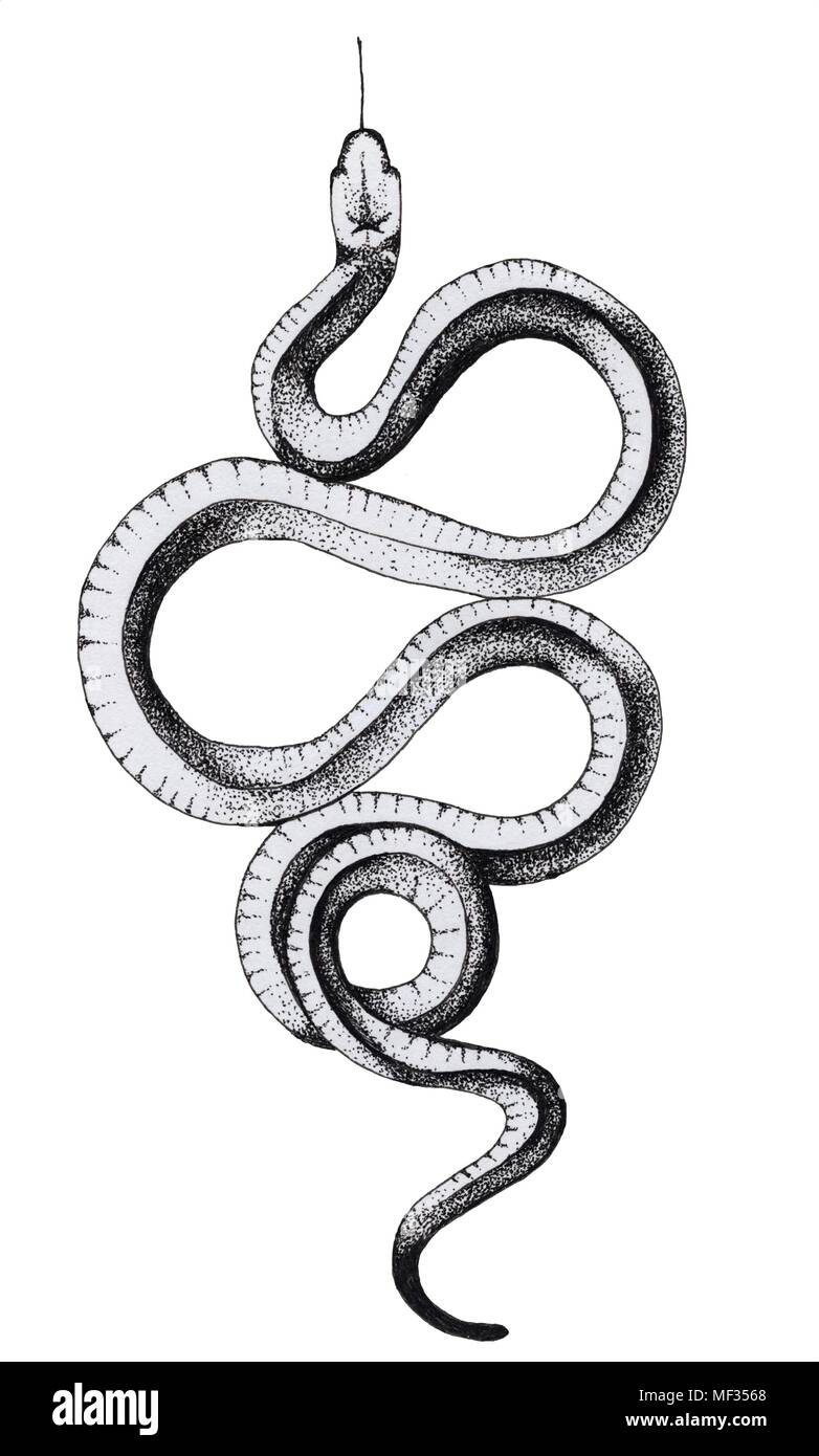 Collier de serpent Banque de photographies et d’images à haute ...