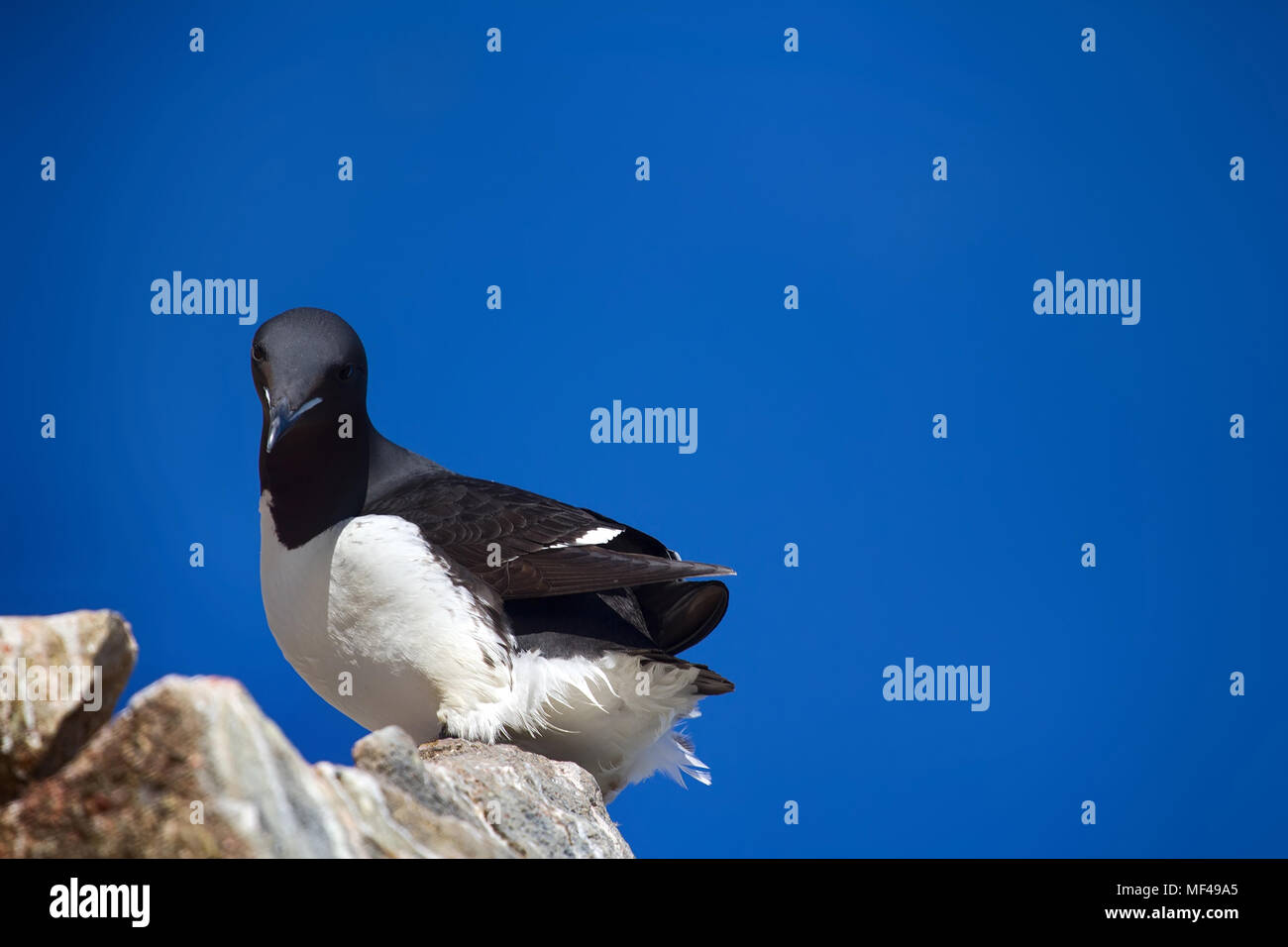 Frantz josef land Banque de photographies et d’images à haute ...