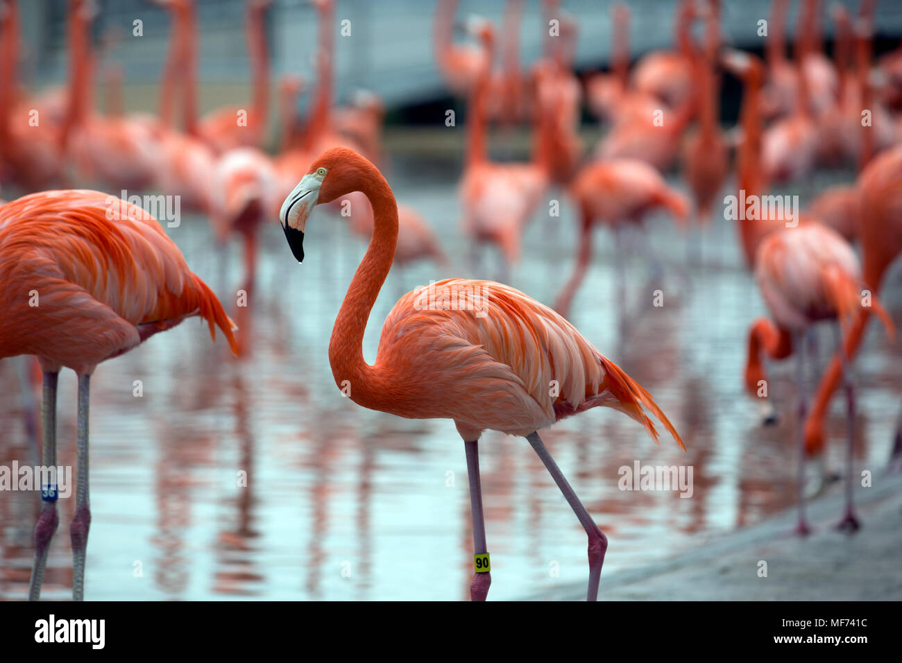 Plume De Flamant Rose Banque d'image et photos - Alamy