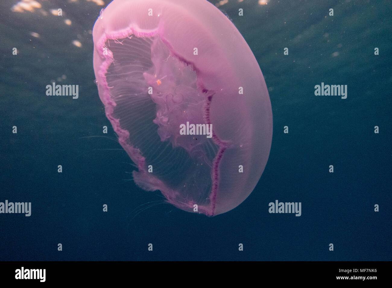 L'une des méduses dans la mer Rouge, Eilat, Israël Photo Stock - Alamy