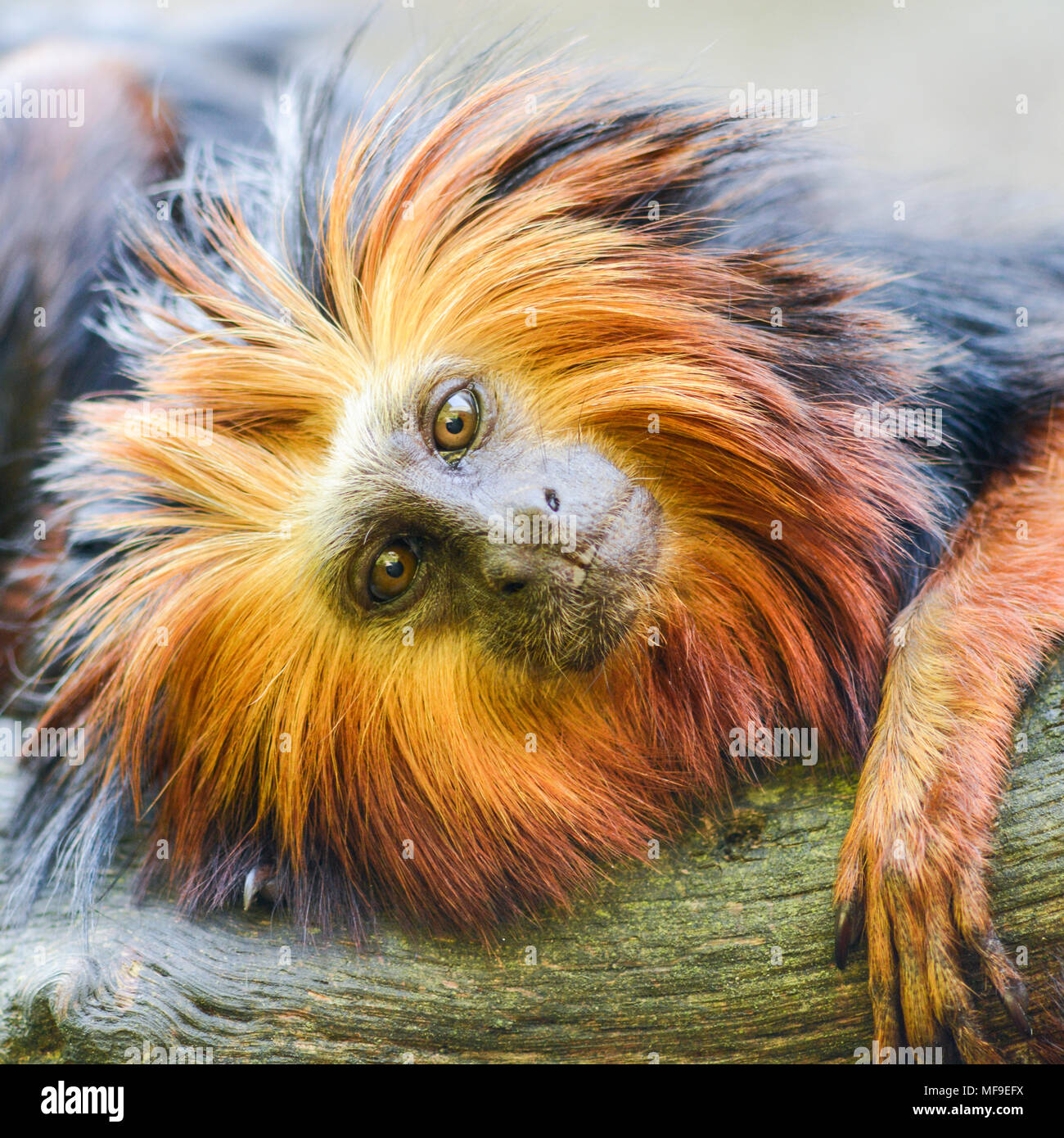 Portrait d'une tête de singe tamarin lion doré Photo Stock - Alamy
